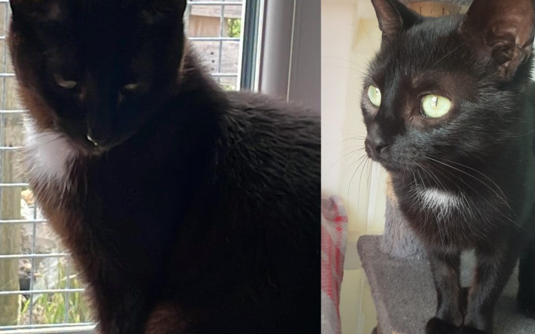 Cats | Freshfields Animal Rescue