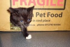 The Animals | Freshfields Animal Rescue