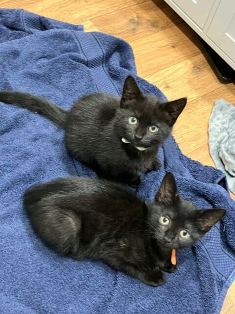 Kittens | Freshfields Animal Rescue