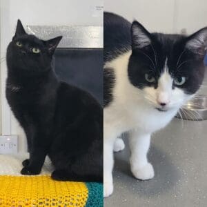 Our Residents | Freshfields Animal Rescue