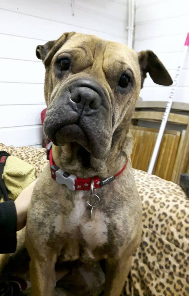 Rehoming Your Dog | Freshfields Animal Rescue