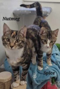 Our Residents | Freshfields Animal Rescue