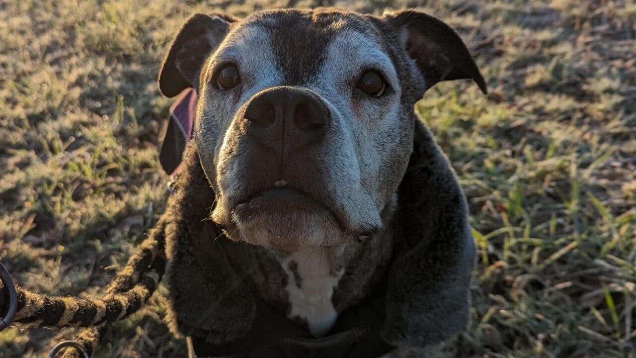 Rio | Freshfields Animal Rescue