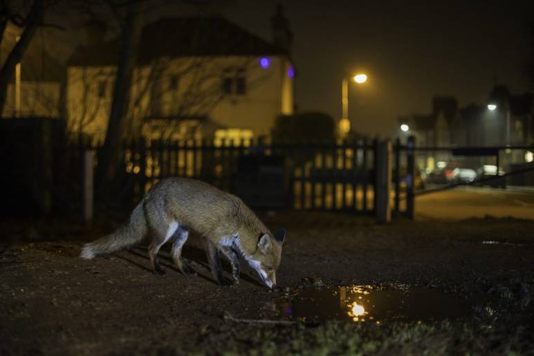 Urban Wildlife Conservation Project | Freshfields Animal Rescue