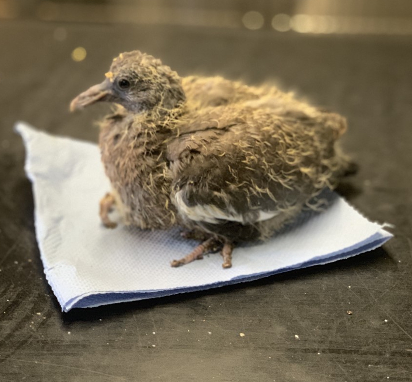 The damage caused by fireworks | Freshfields Animal Rescue